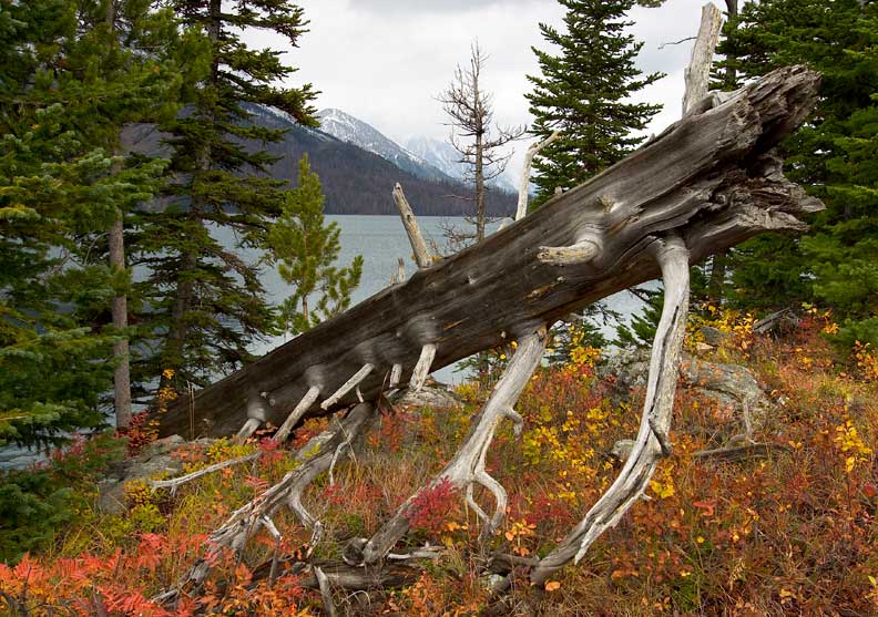 fallen log - Luminous Landscape