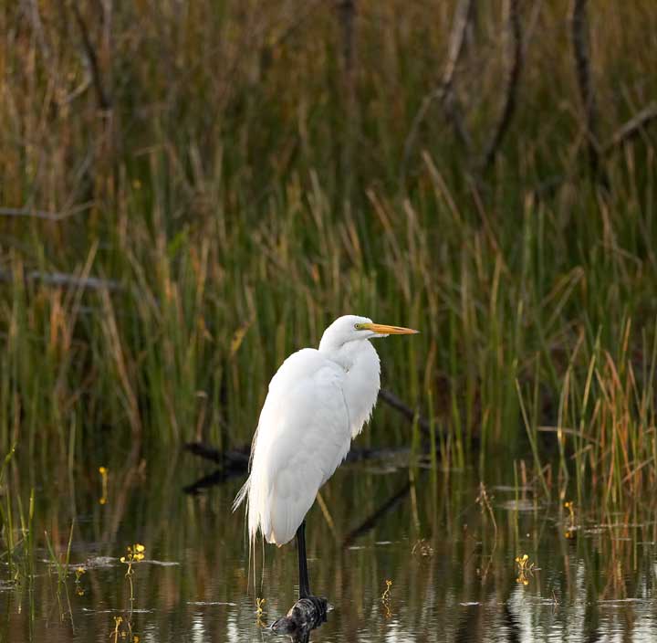 Luminous landscape - Luminous Landscape