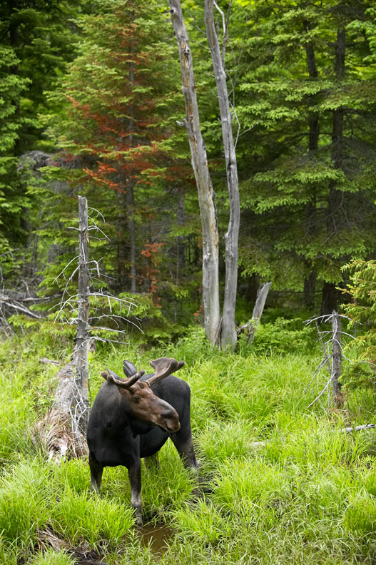 Luminous landscape - Luminous Landscape