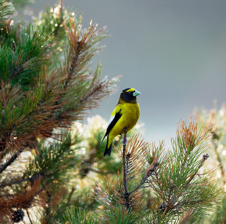 Yellow Dawn - Luminous Landscape