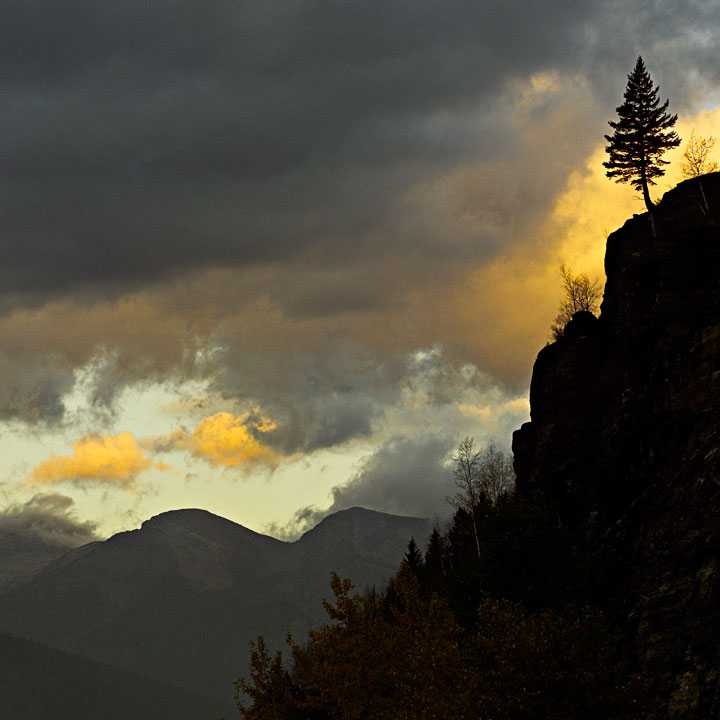 Glacier Tree - Luminous Landscape