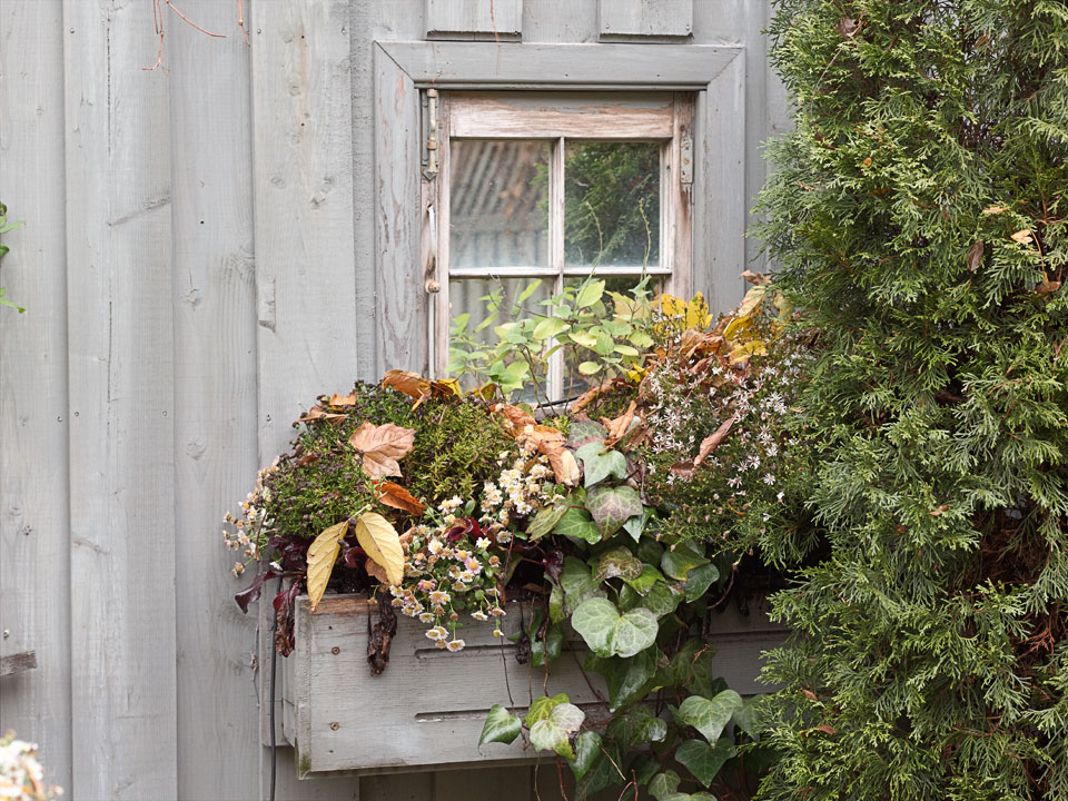 Leaf Window - Luminous Landscape