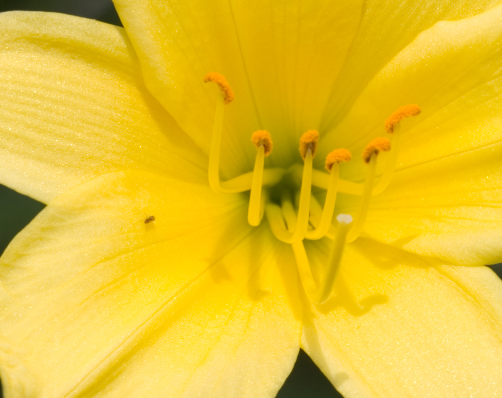 Restore Those Clipped Channels - Luminous Landscape