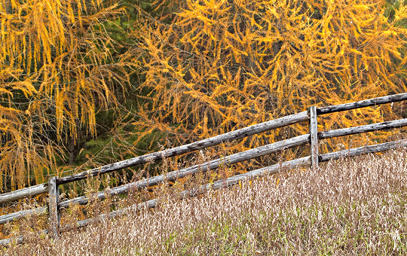 Rural Fence - Luminous Landscape