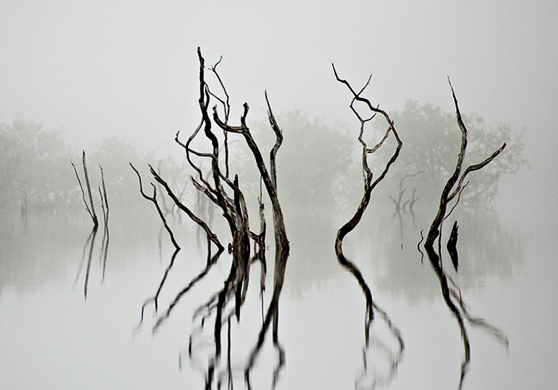 Amazon – Drowned Trees - Luminous Landscape