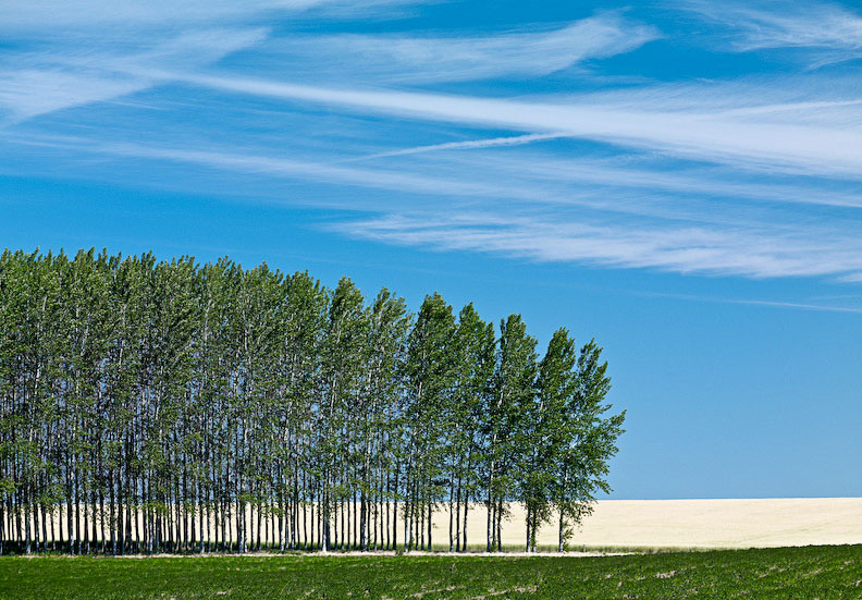 Tree Line – Palouse - Luminous Landscape