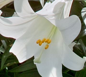 Sigma DP-1 Review - Luminous Landscape