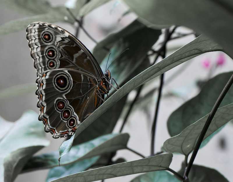 Faded Butterfly - Luminous Landscape