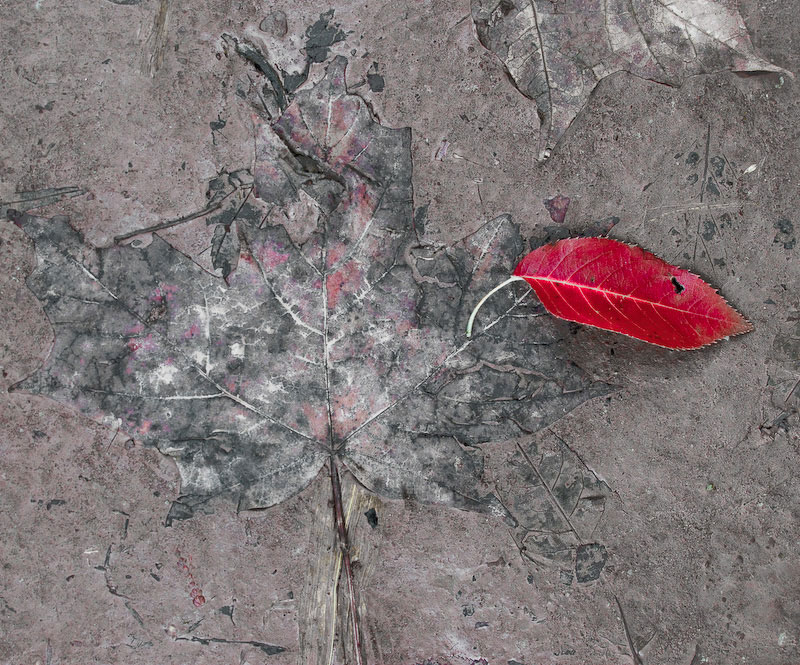 Leaf Impressions - Luminous Landscape