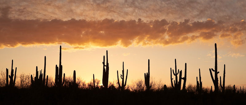 Cactus Ridge - Luminous Landscape