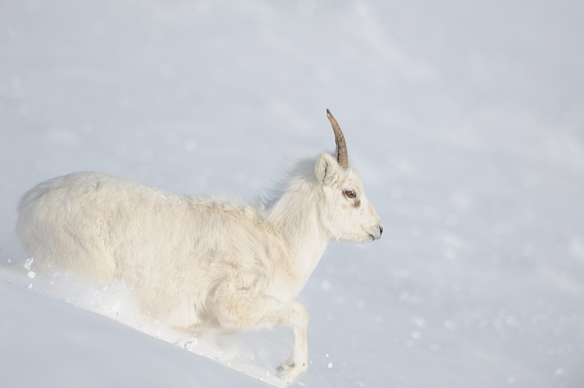 Winterscapes Of The Alaskan Arctic - Luminous Landscape