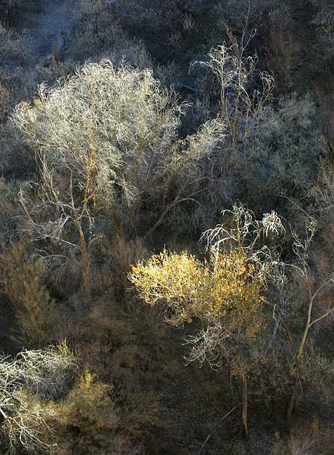 CDC Trees - Luminous Landscape