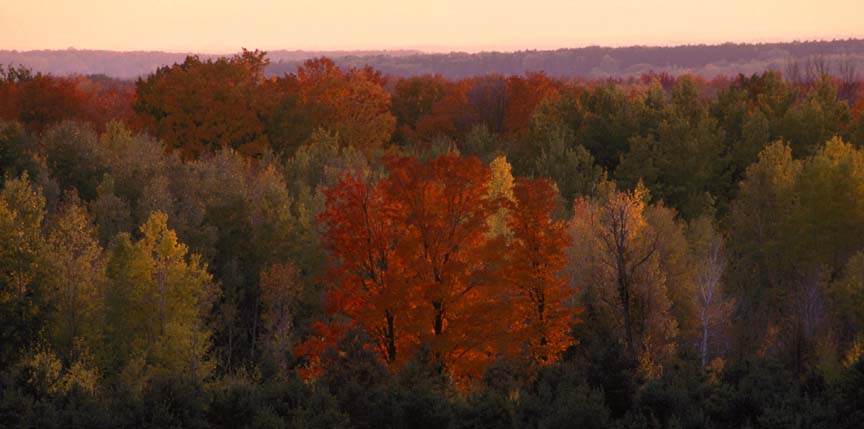 Flaming Tree - Luminous Landscape