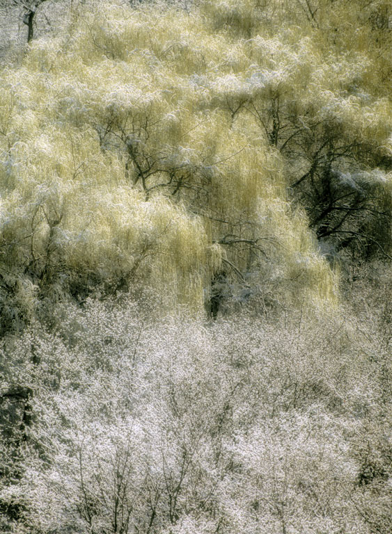 Snow Willow 1 - Luminous Landscape