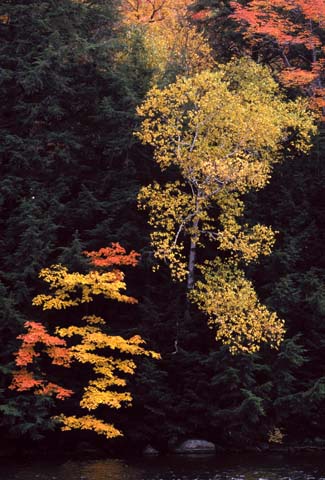 Imacon Comparison - Luminous Landscape