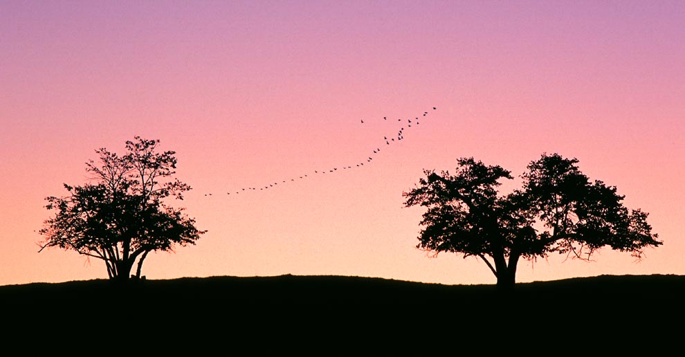 Two Trees & Flock - Luminous Landscape
