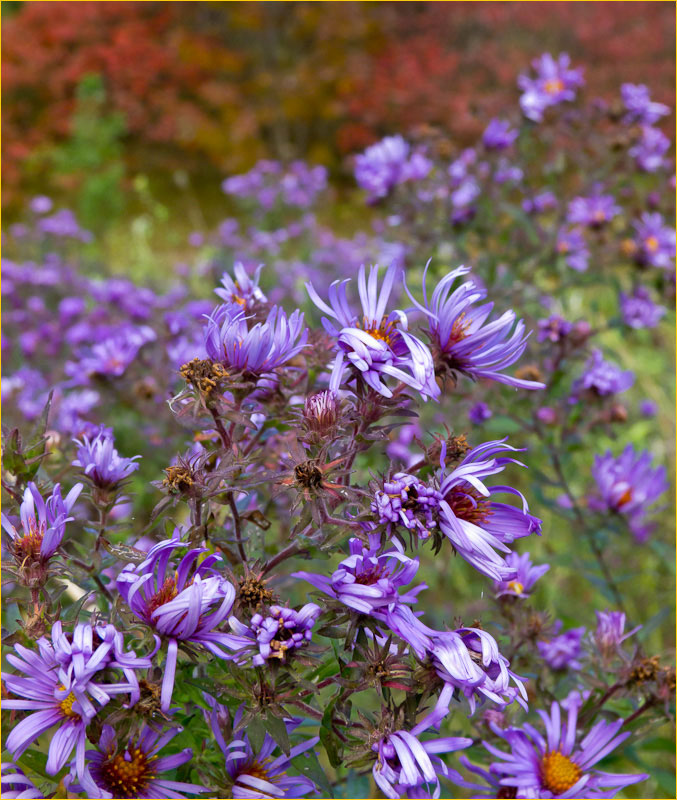 Color Riot - Luminous Landscape