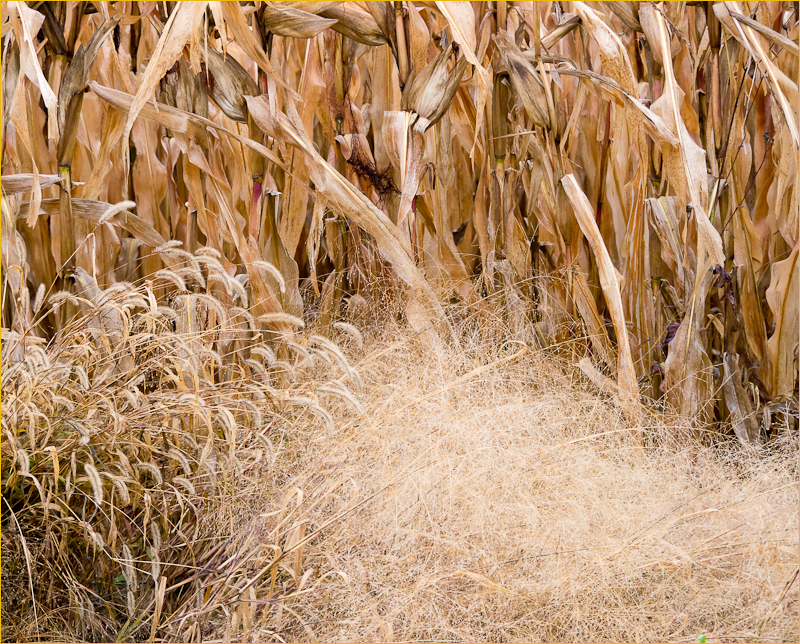 Husks - Luminous Landscape