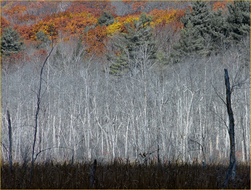 Dying Forest - Luminous Landscape