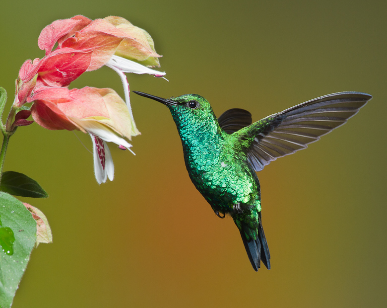 On the Road to Hummingbird Heaven - Luminous Landscape