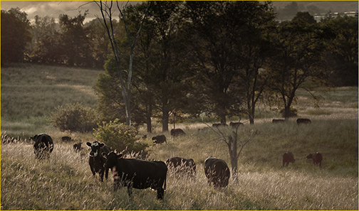 Sigma SD1 Review - Luminous Landscape