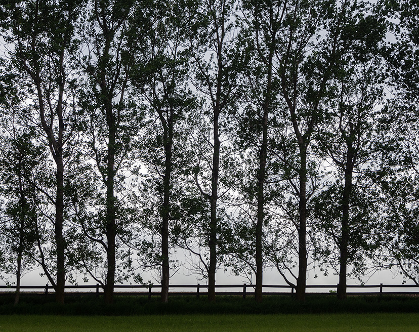 Tall Trees - Luminous Landscape