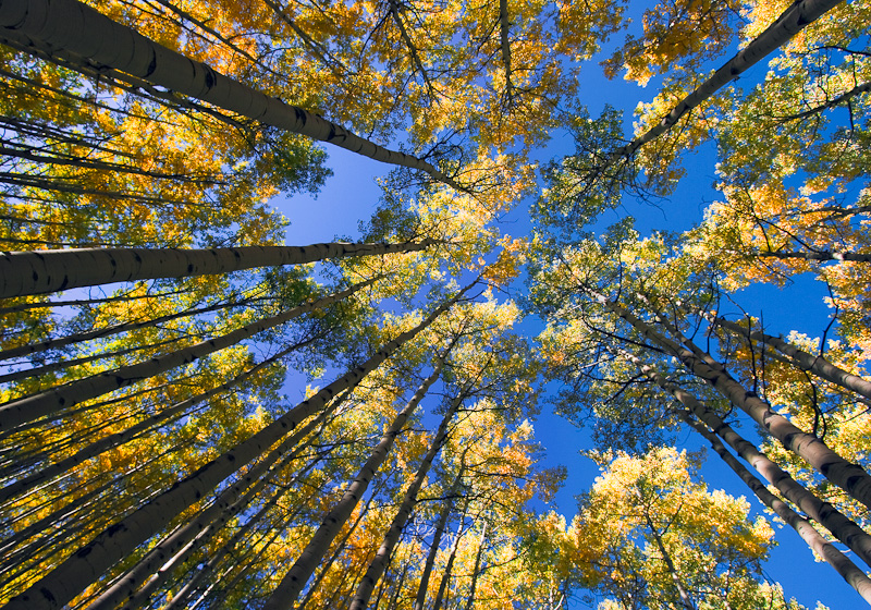 Aspen Canopy - Luminous Landscape