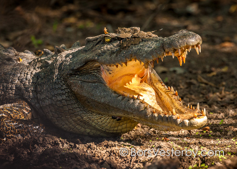 Tippyboat - Luminous Landscape
