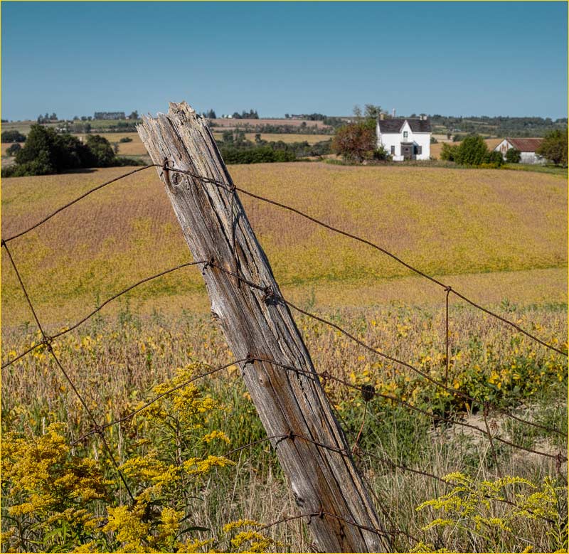 Ragweed Fence - Luminous Landscape