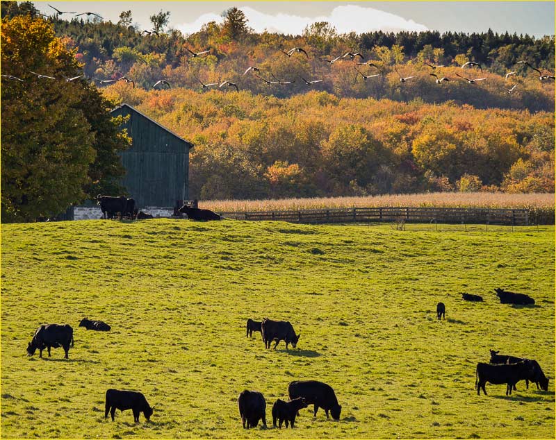 cows-geese - Luminous Landscape