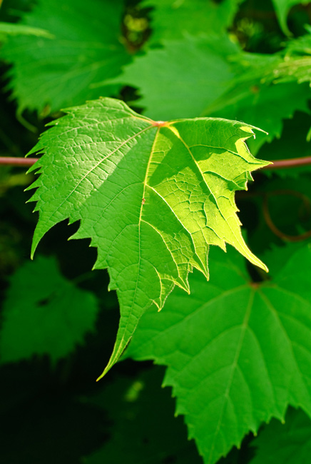 Digital Zone System - Luminous Landscape